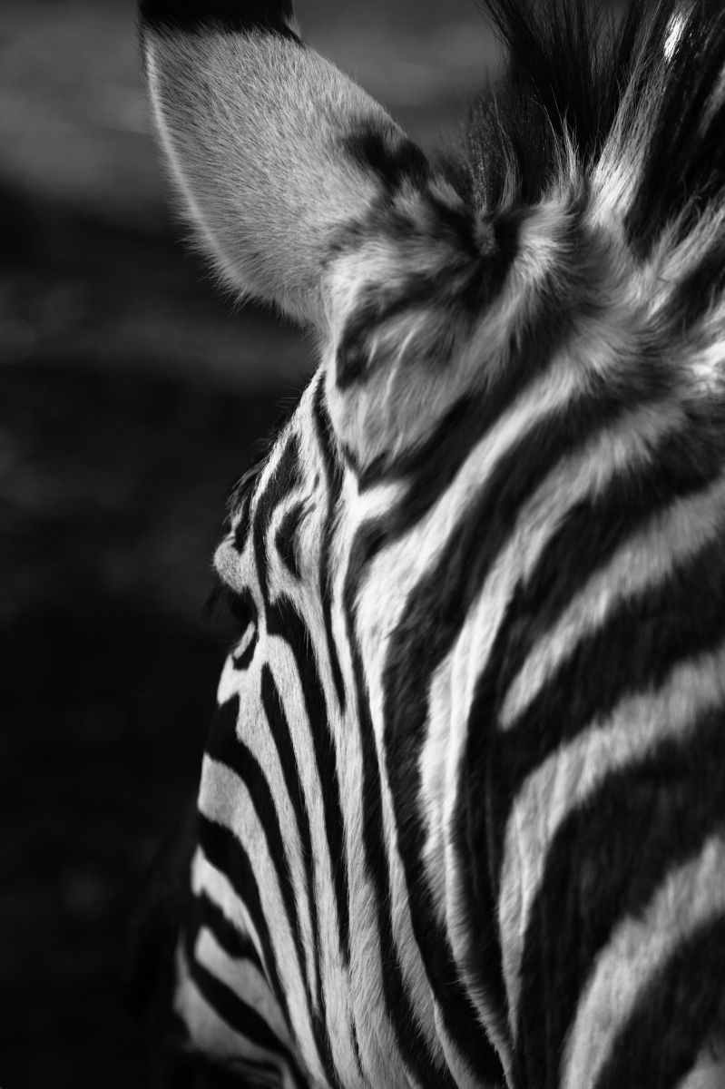 Zebra | GANREF