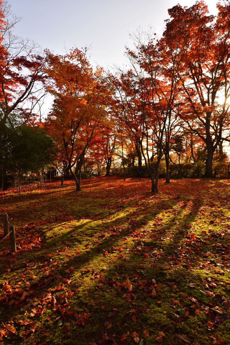 もみじ園.jpg | GANREF