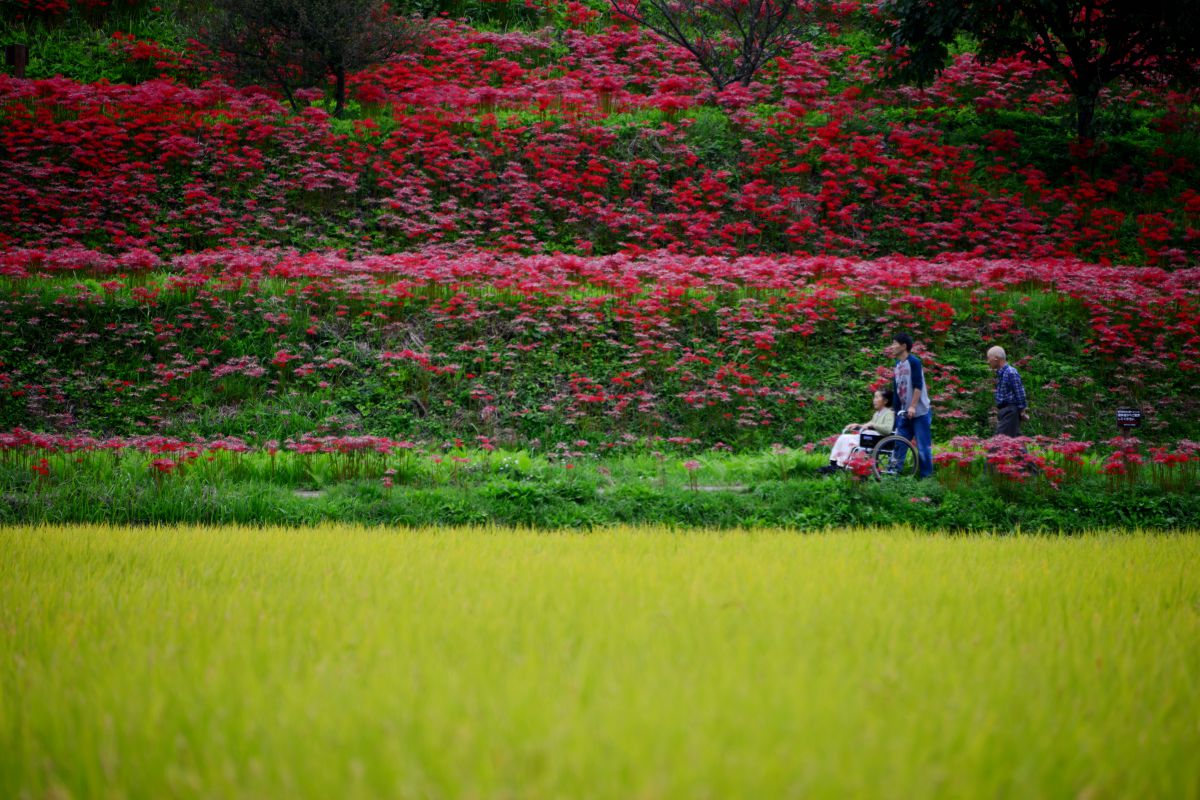 秋色に包まれて | GANREF