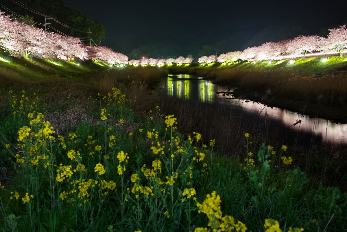 みなみの夜桜 | GANREF