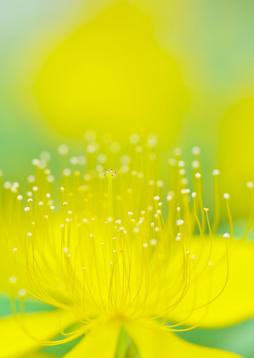 イエローマジック | GANREF