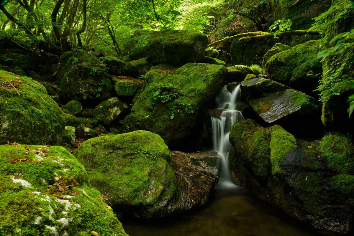 Forest of moss | GANREF