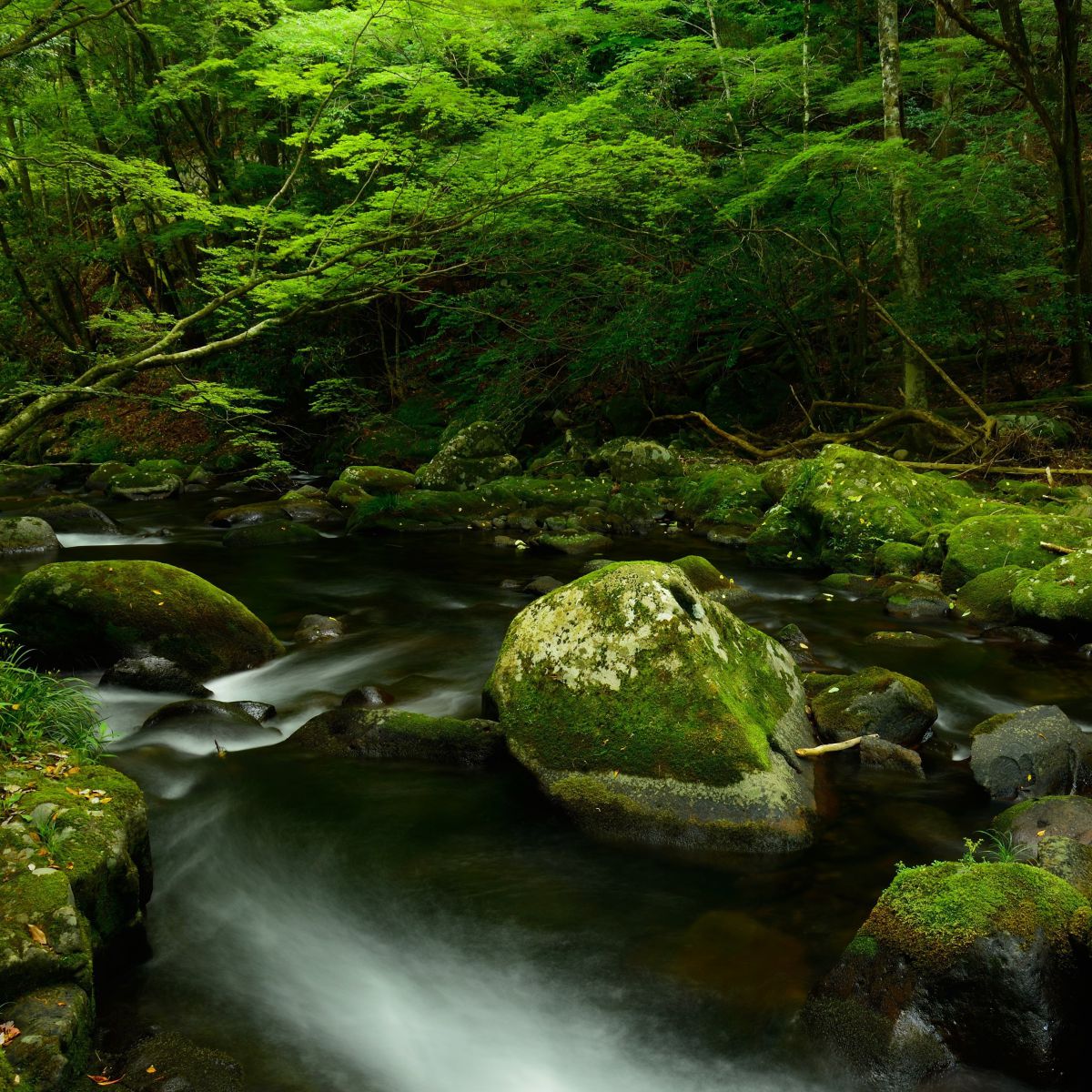 Moss of the valley | GANREF