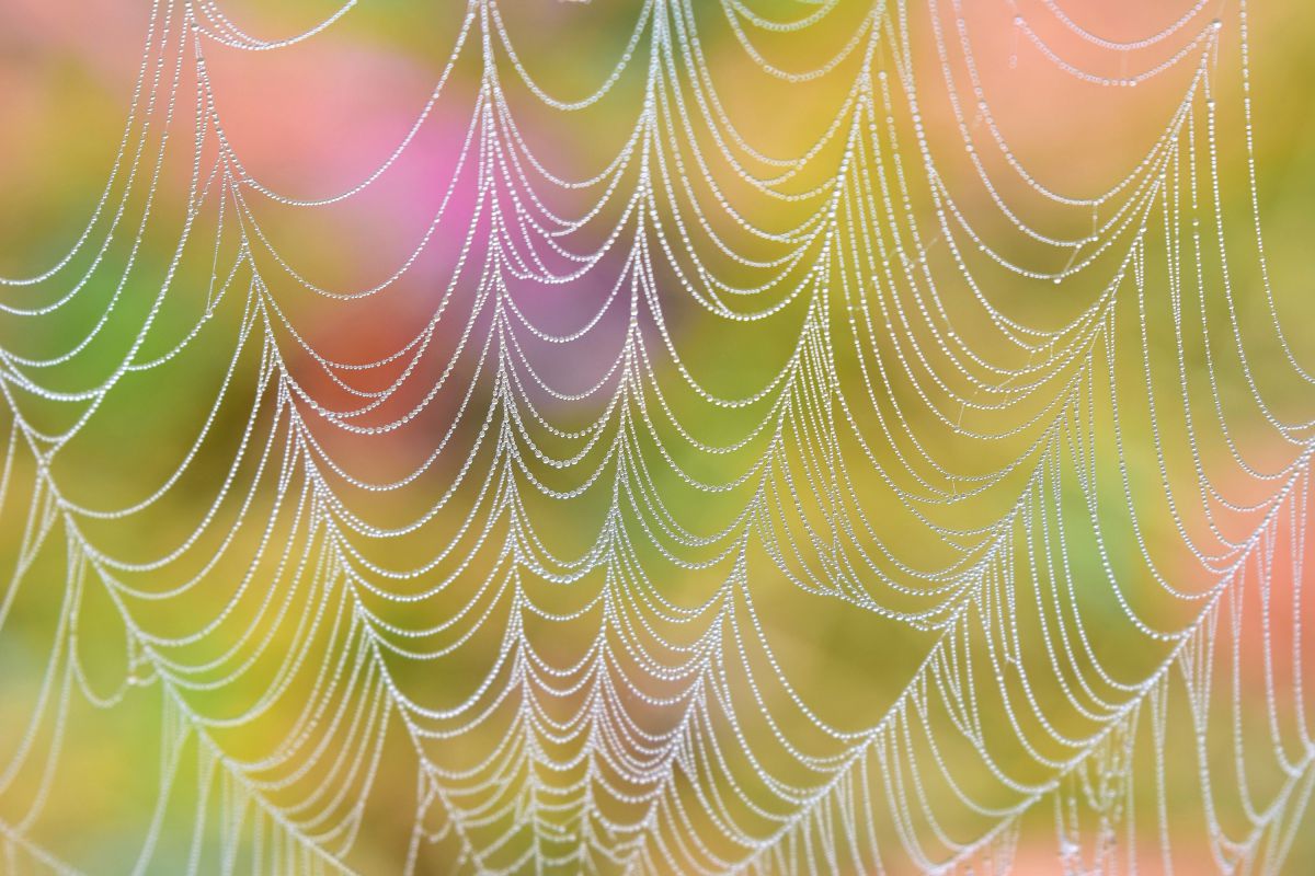 morning dew | GANREF