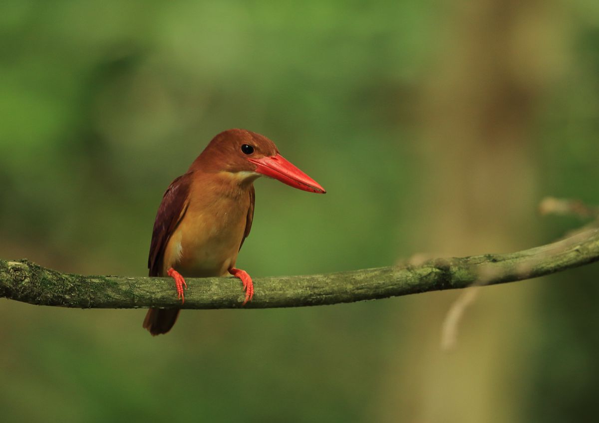じっと止まったアカショウビン SS1／13 ISO400 | GANREF