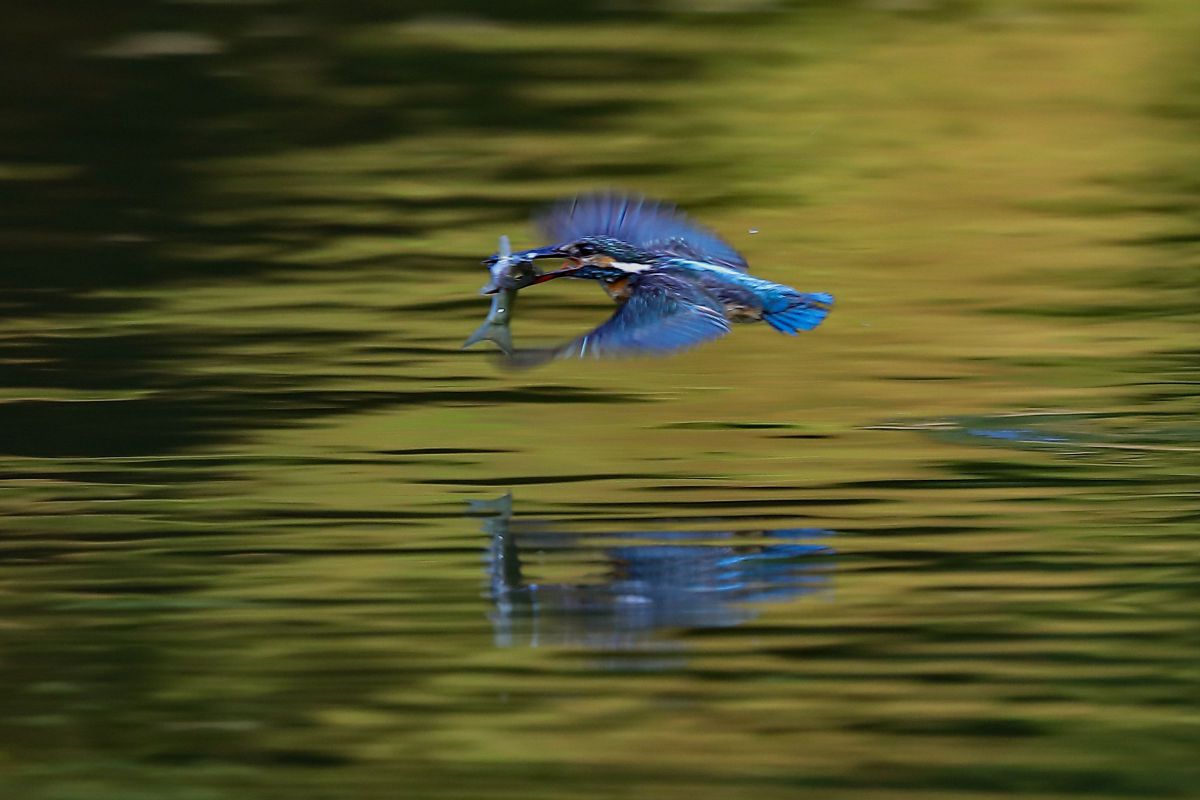 大きな魚Get！ | GANREF