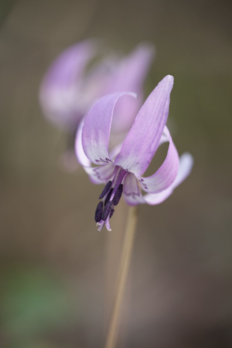 カタクリ 1 | GANREF