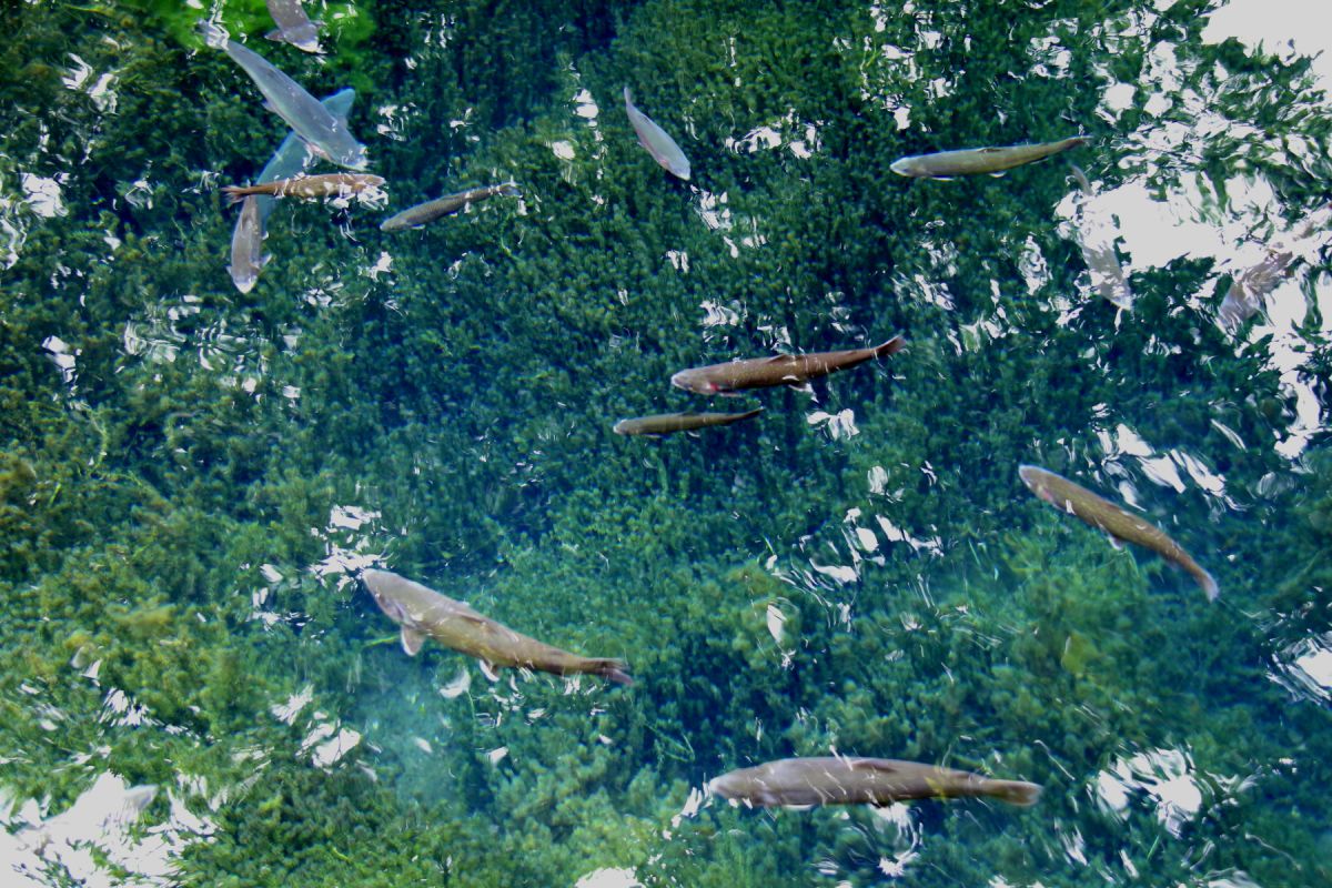 forest fish | GANREF