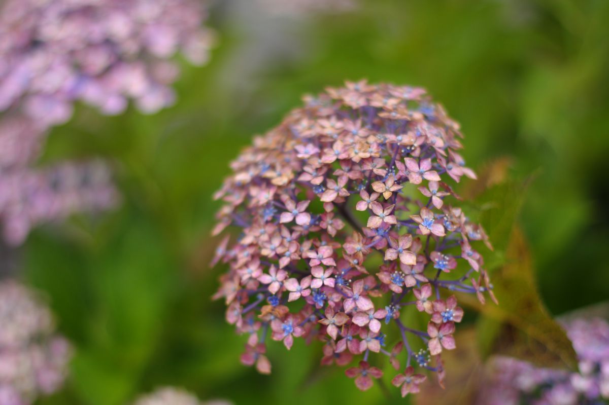 tiny flowers | GANREF