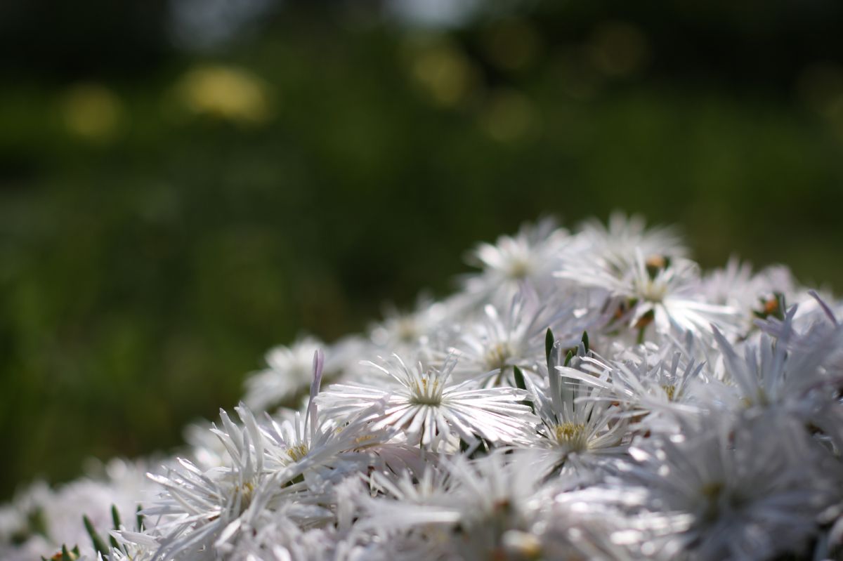 shiny white | GANREF