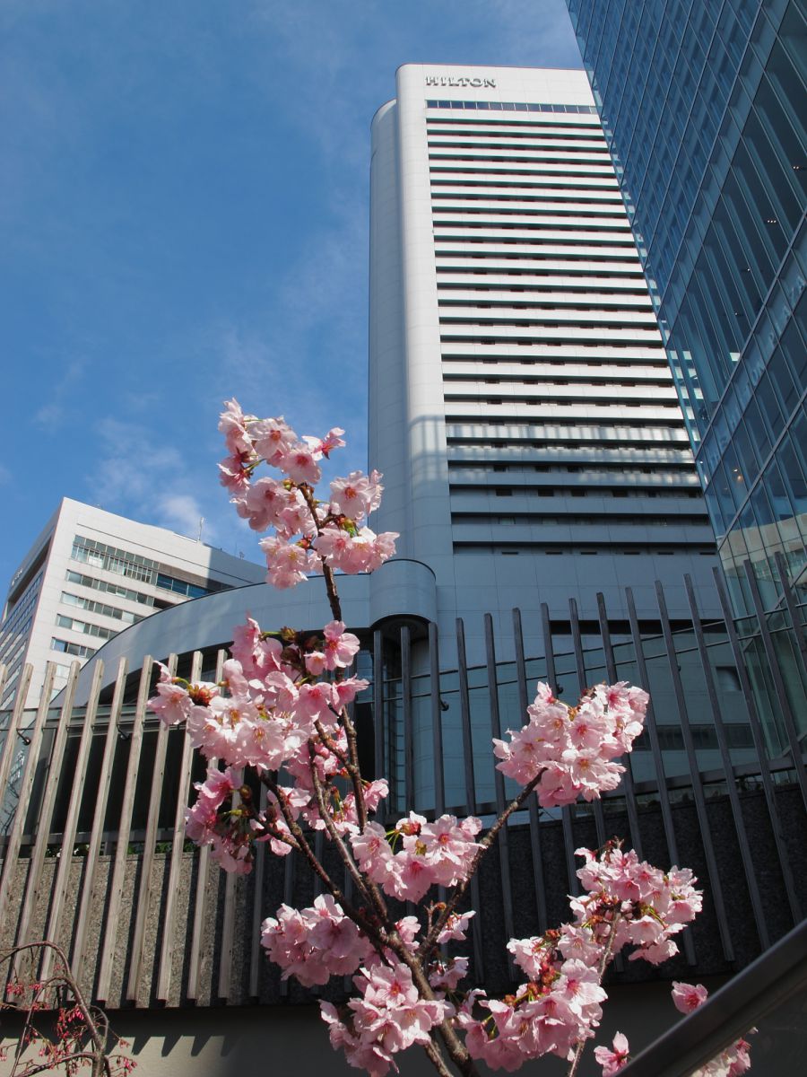 Spring has come！ | GANREF