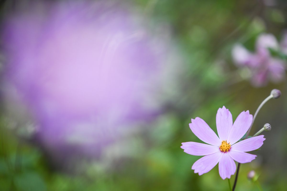 Simple is best | GANREF