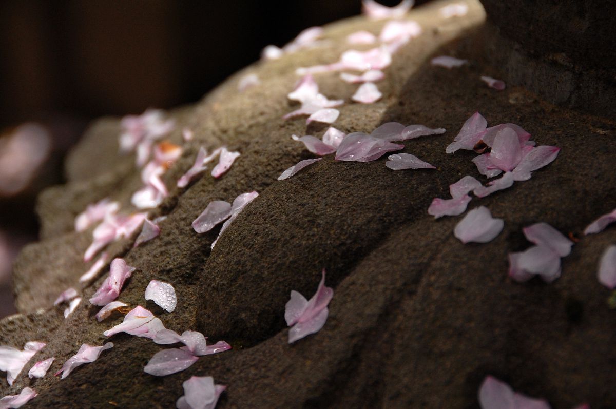 散ってもなお美しく | GANREF