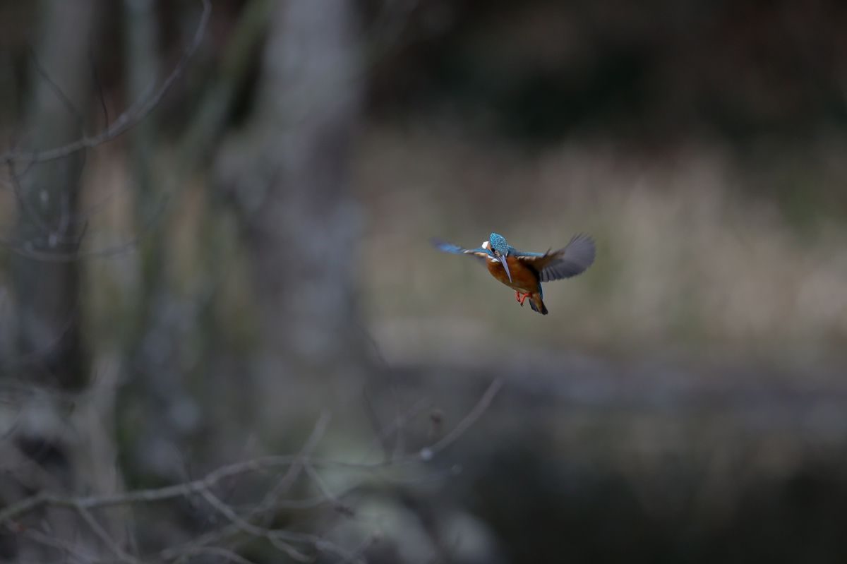 プチホバ | GANREF