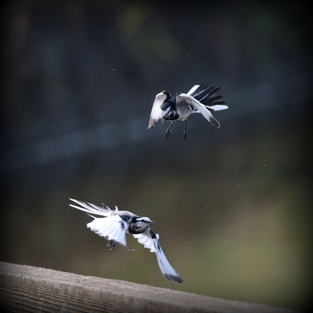 Fighting!!! | GANREF