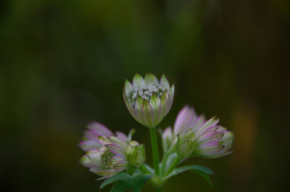 アストランティア マヨール | GANREF