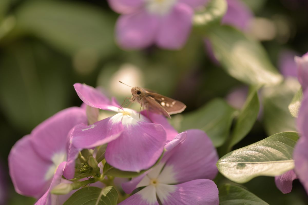 ちらっと | GANREF