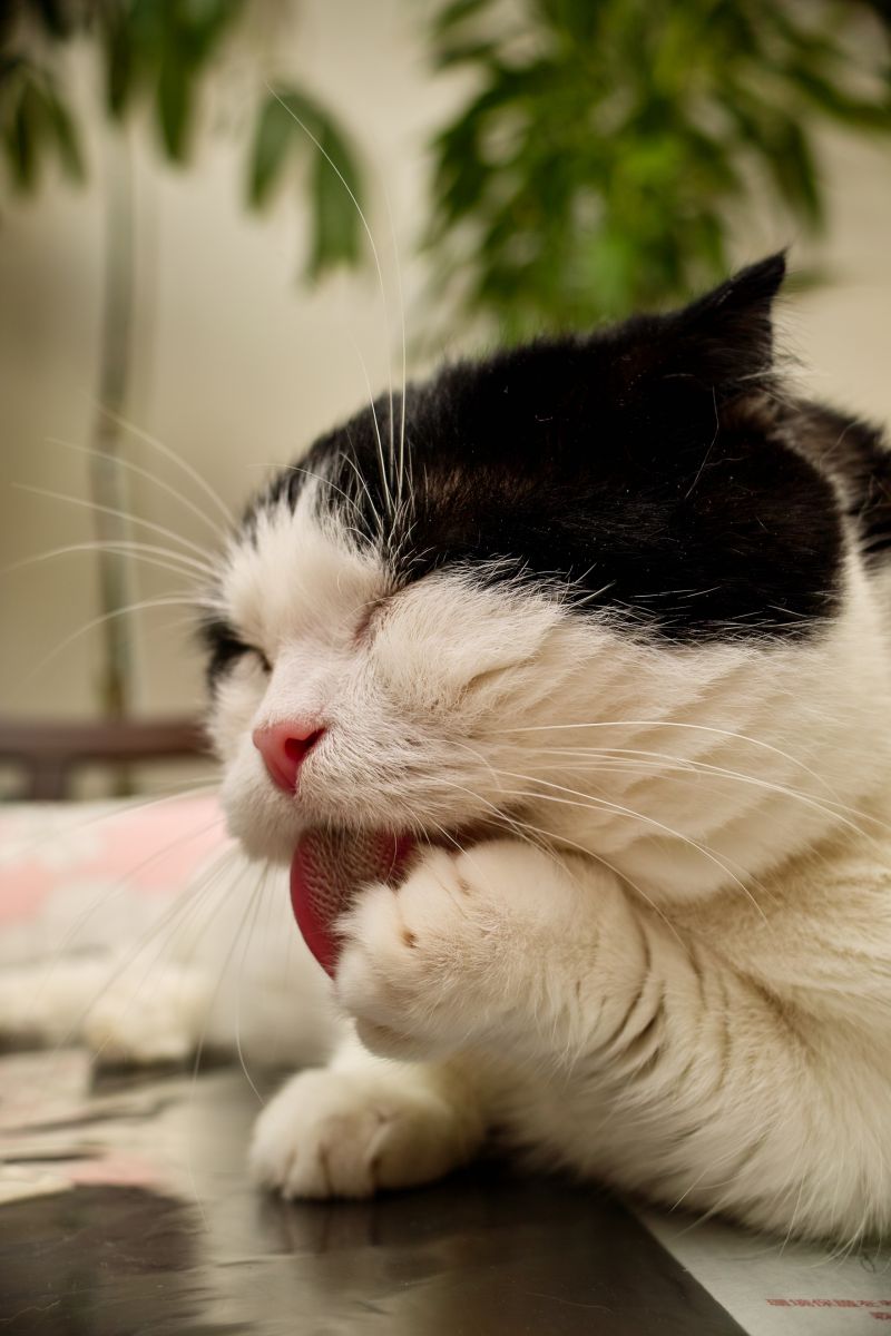 DP1x+SB-600 | GANREF