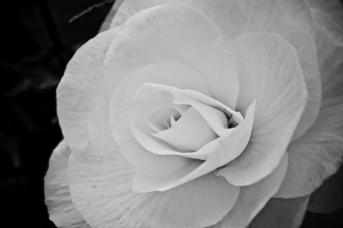 flower B&W | GANREF