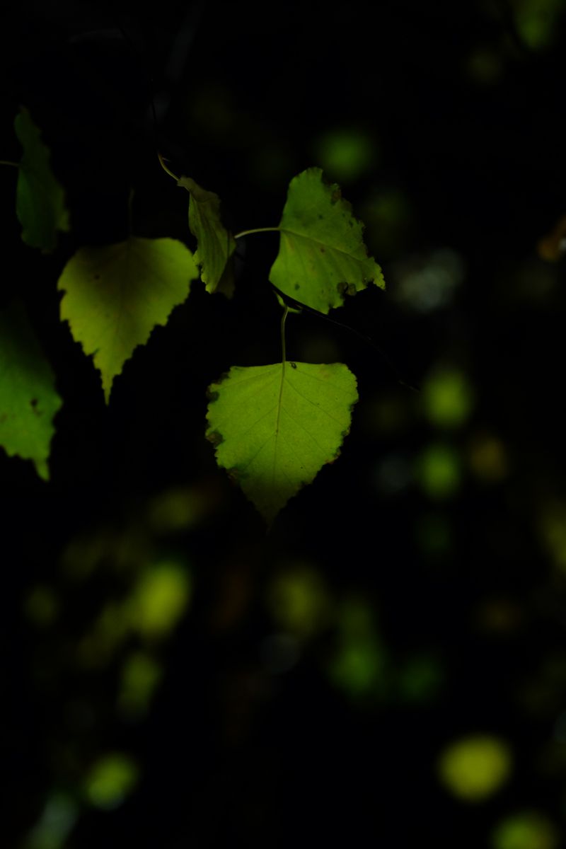 翠〜Green〜 | GANREF