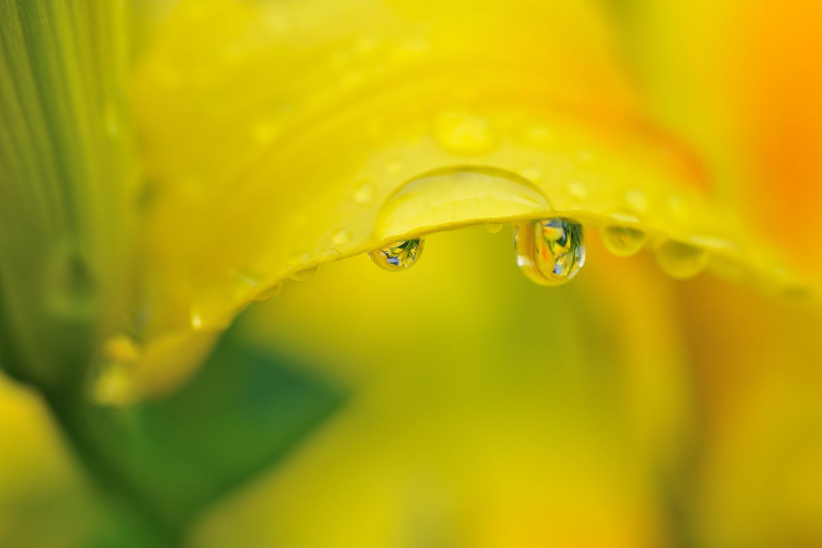 Yellow tears | GANREF