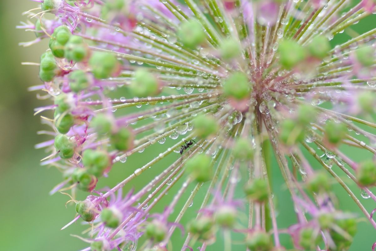 drop ♯1 oasis | GANREF