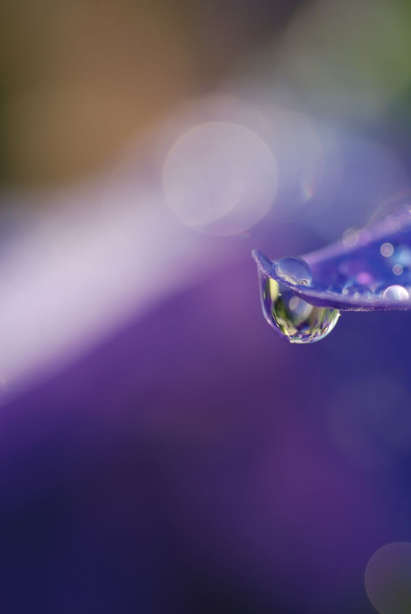 Purple tears | GANREF