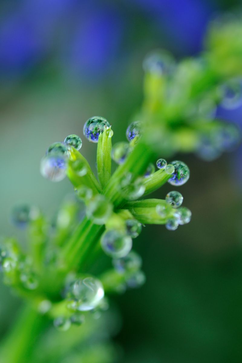 crystal ball | GANREF