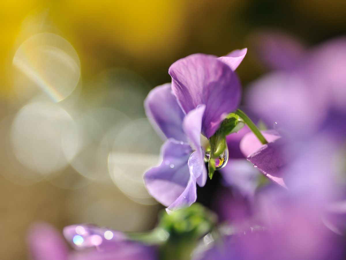 drop ♯2 彩水 | GANREF