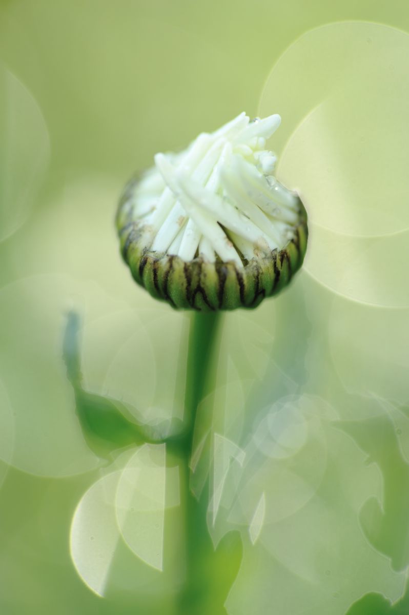 目覚めの時 | GANREF