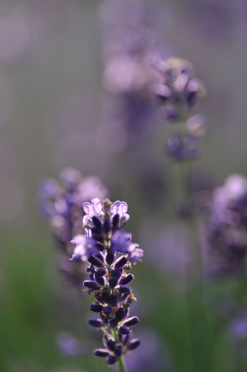 紫彩 Ver.niko | GANREF