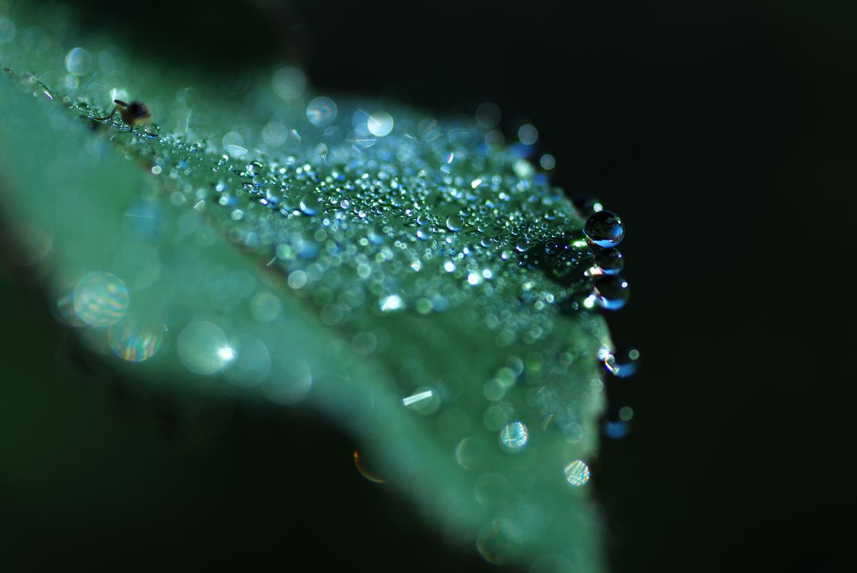 blue drop of water | GANREF