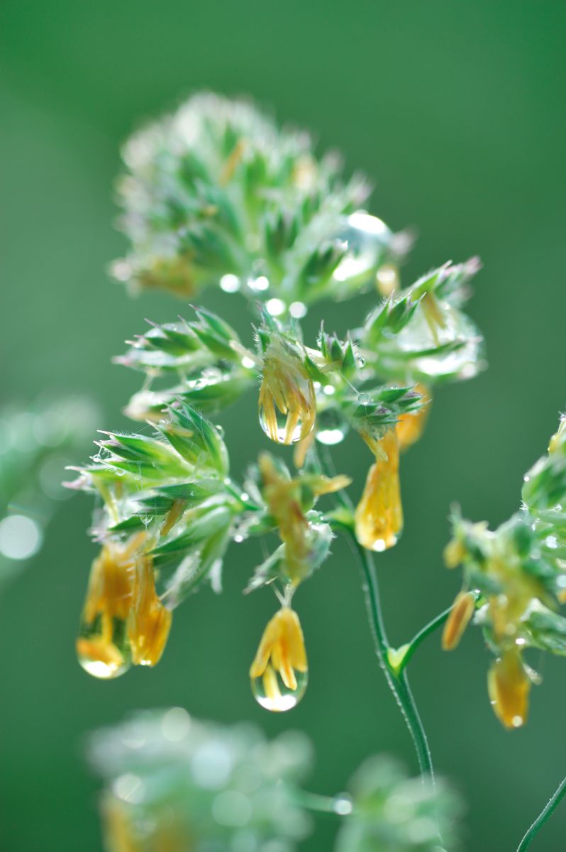 drop ♯3 豊潤 | GANREF