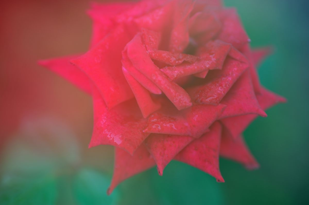 Sweet memory | GANREF