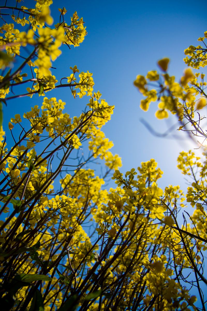 向上気質 | GANREF