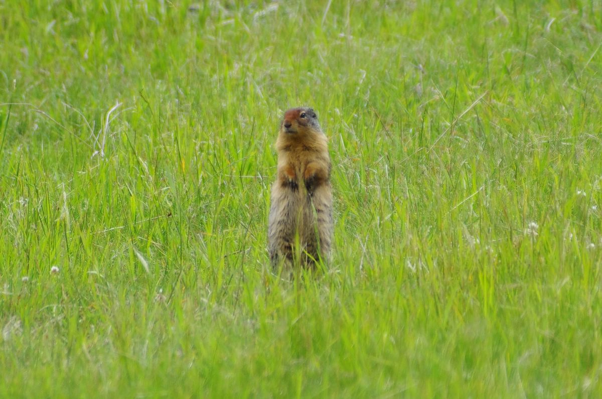 Ground Squirrel | GANREF