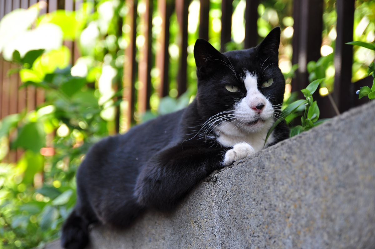 鎌倉_246.JPG | GANREF