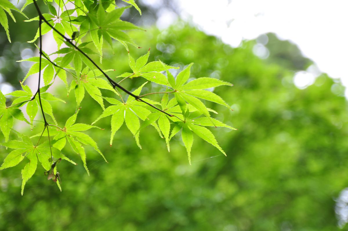 鎌倉_010.JPG | GANREF