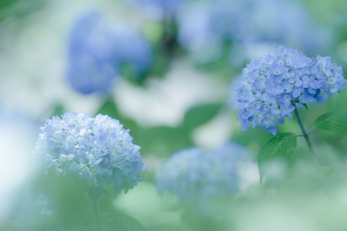 Endless Summer | GANREF