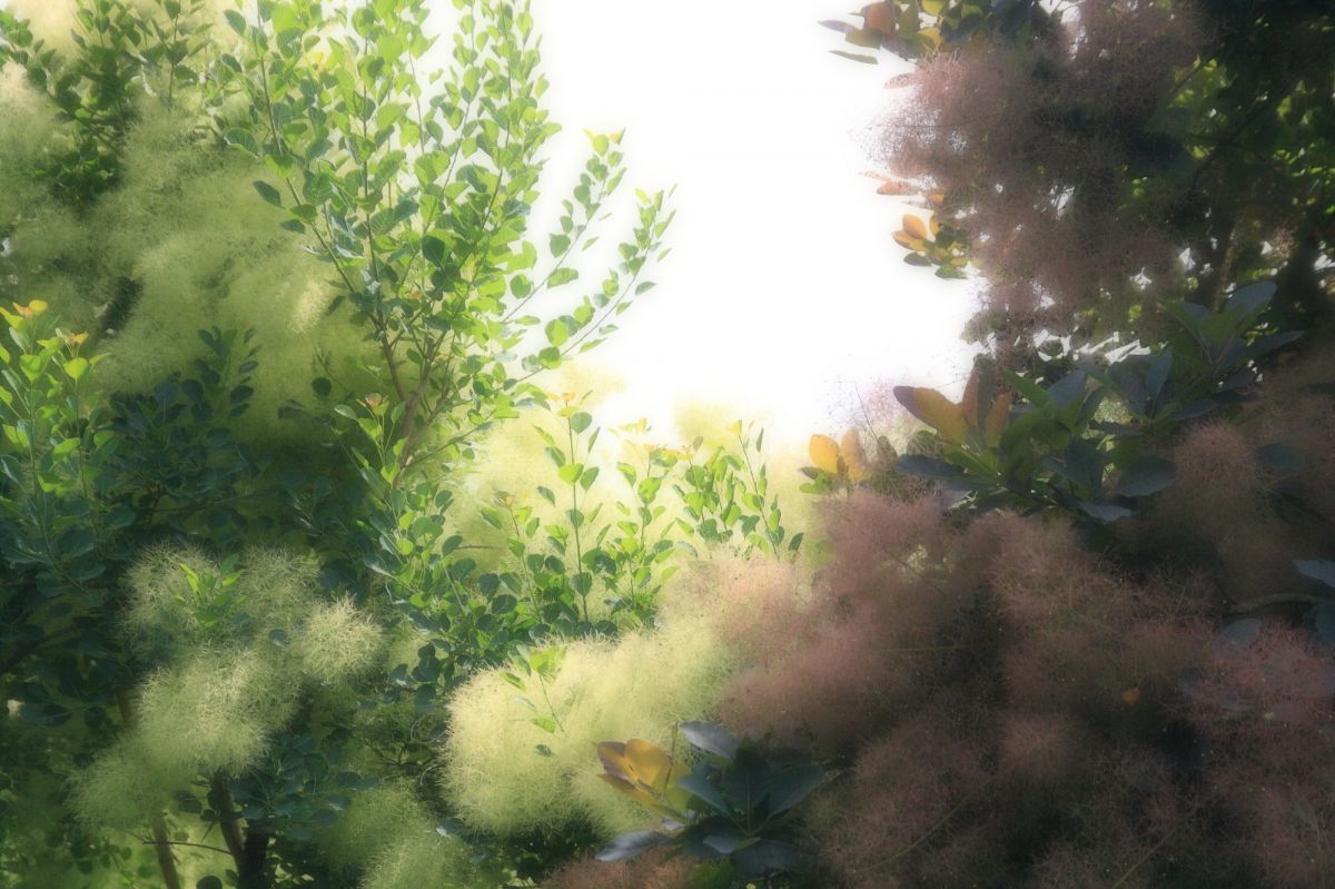 SMOKE TREE1 | GANREF