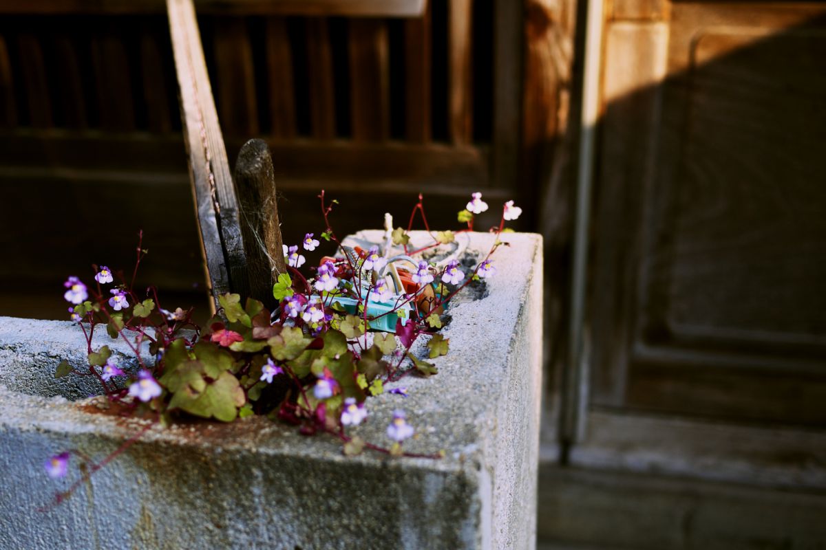 welcome flower | GANREF