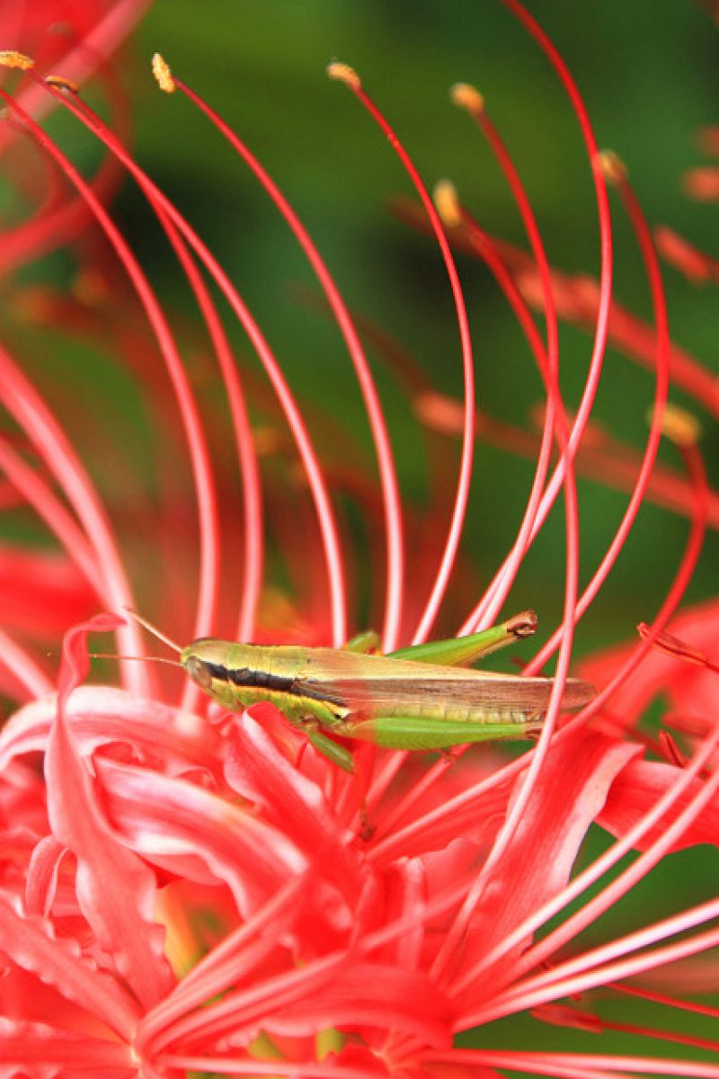 ネクストバッター | GANREF