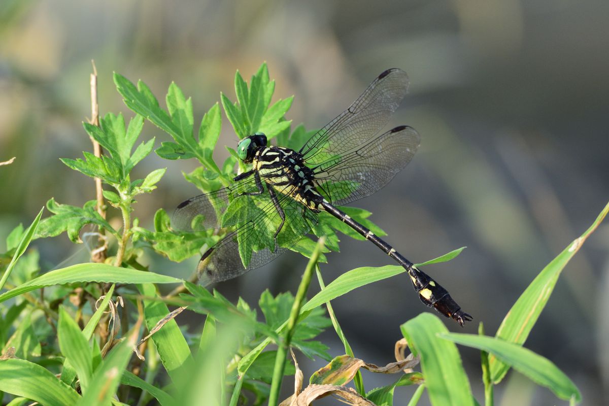 ワクワク2nd | GANREF