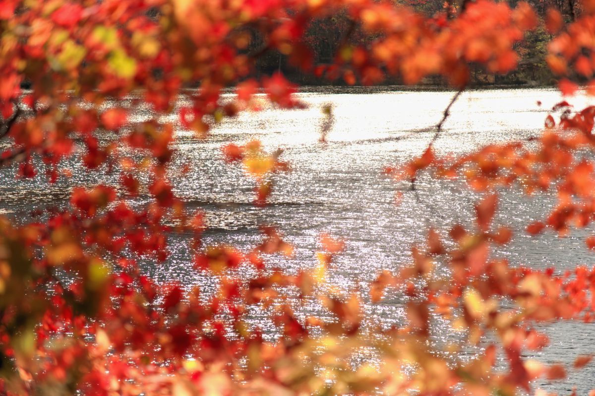 風と光の戯れ | GANREF