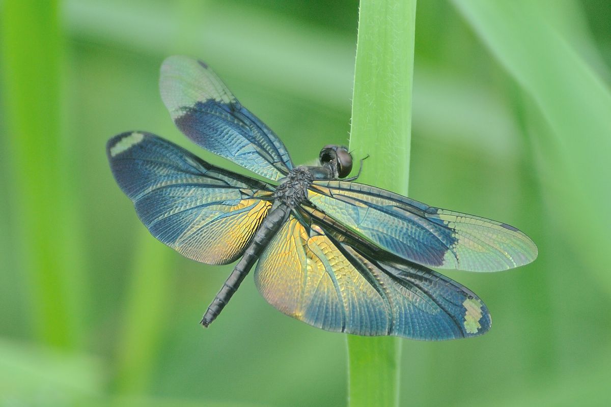 Metal-colored dragonfly | GANREF