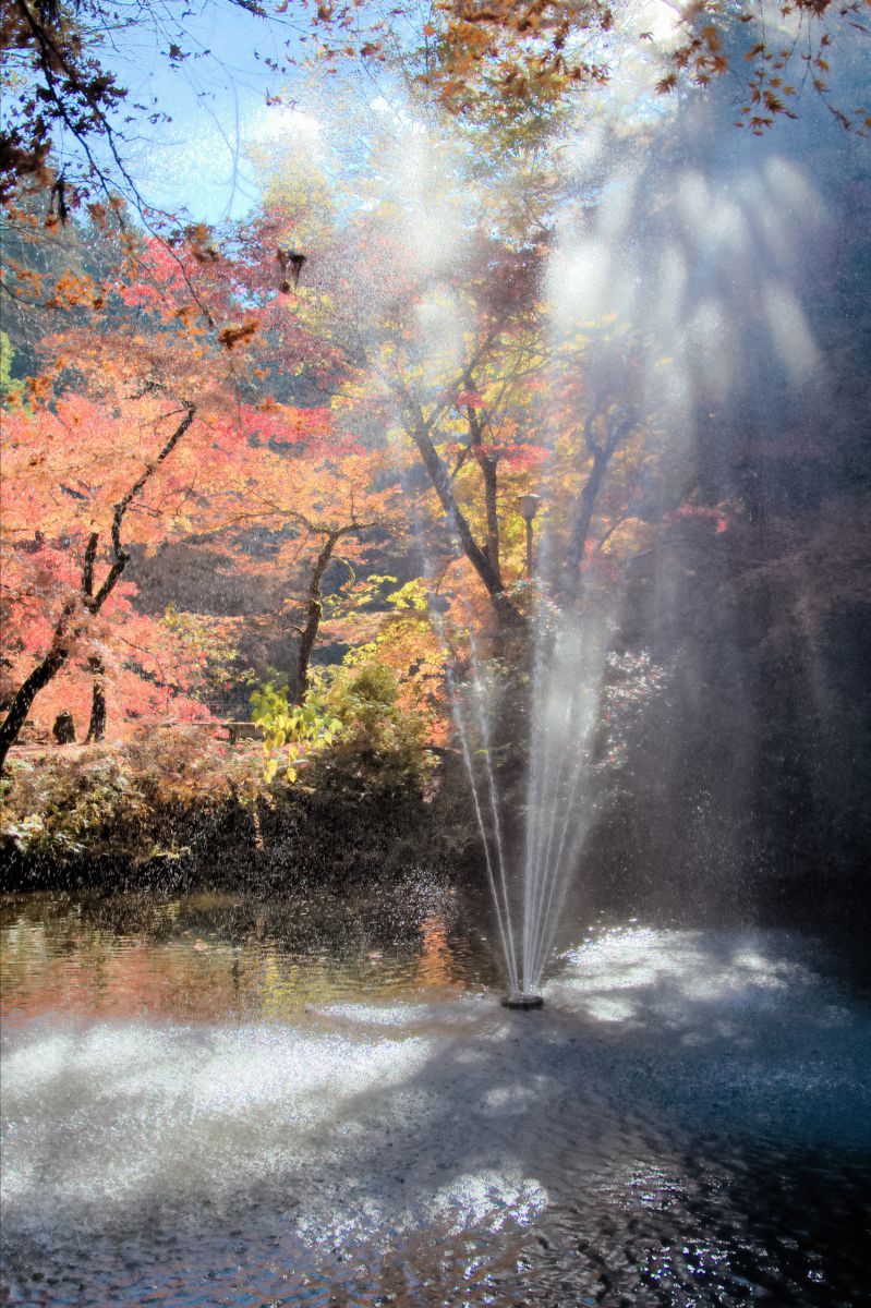 水辺の秋 | GANREF