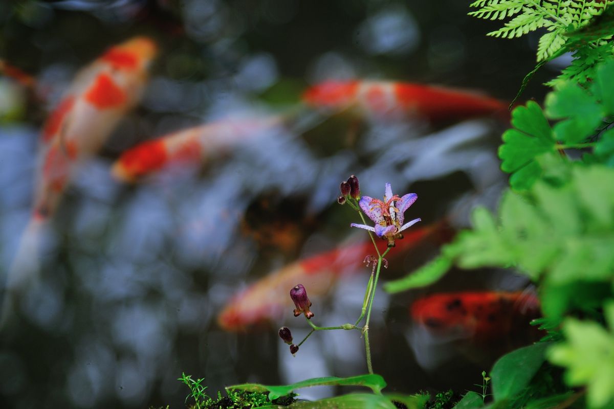 ホトトギスの想い | GANREF