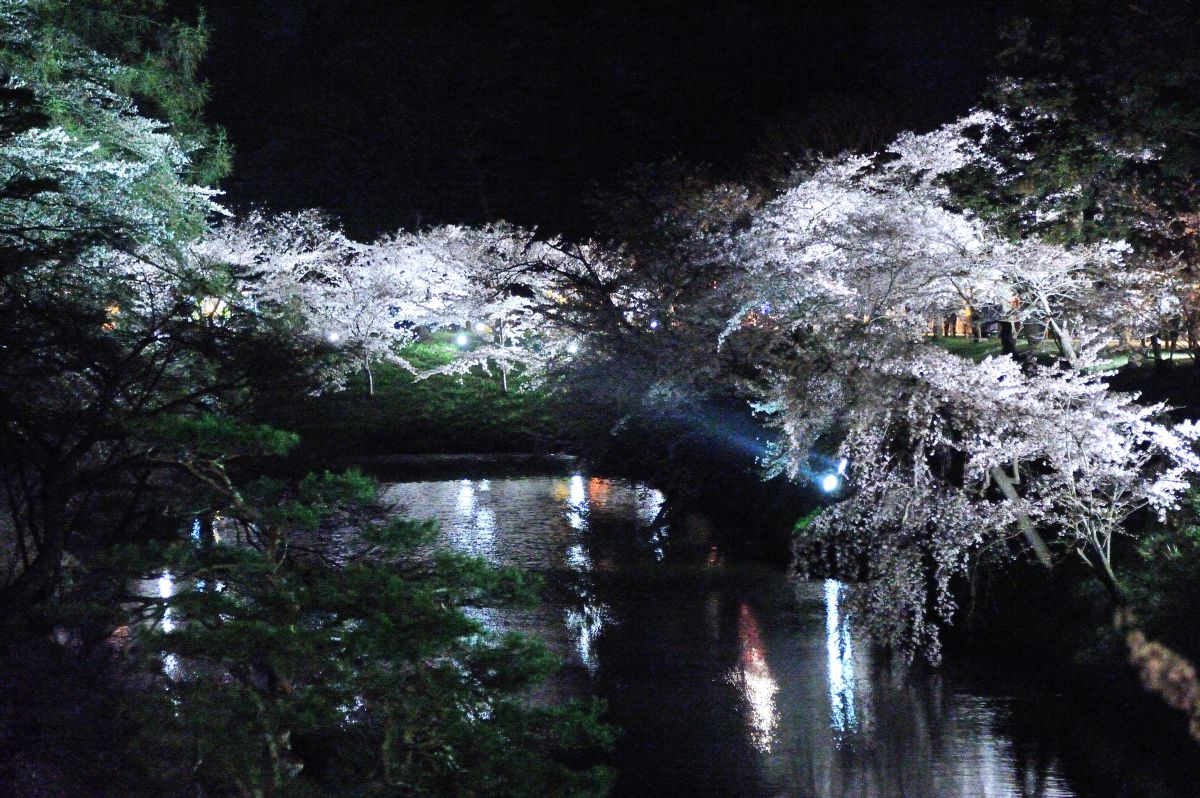 夜桜散策 | GANREF