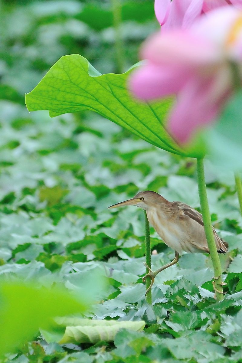 陽射しが強くて！ | GANREF