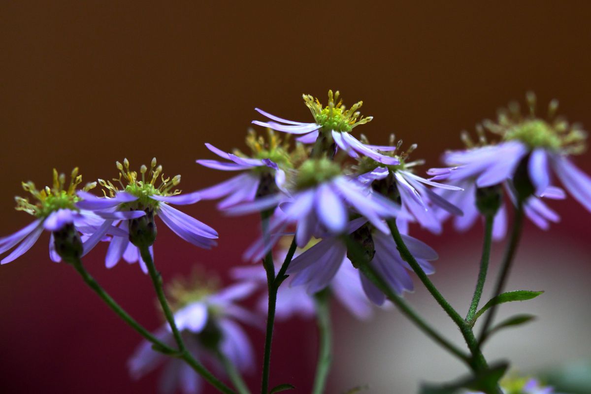 はじけ咲き | GANREF